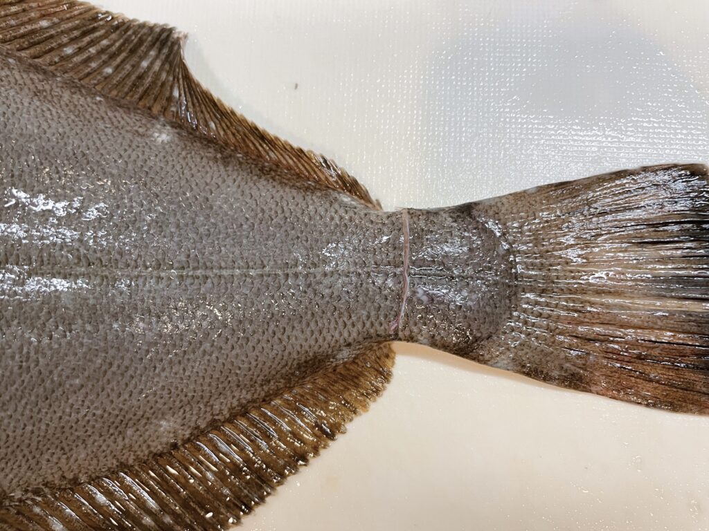 emimaruの【5枚おろし】 ヒラメ&カレイのさばき方🔪🐟 | FUNC(ファンク) - 釣りガール&女性アングラーのための釣りコミュニティ