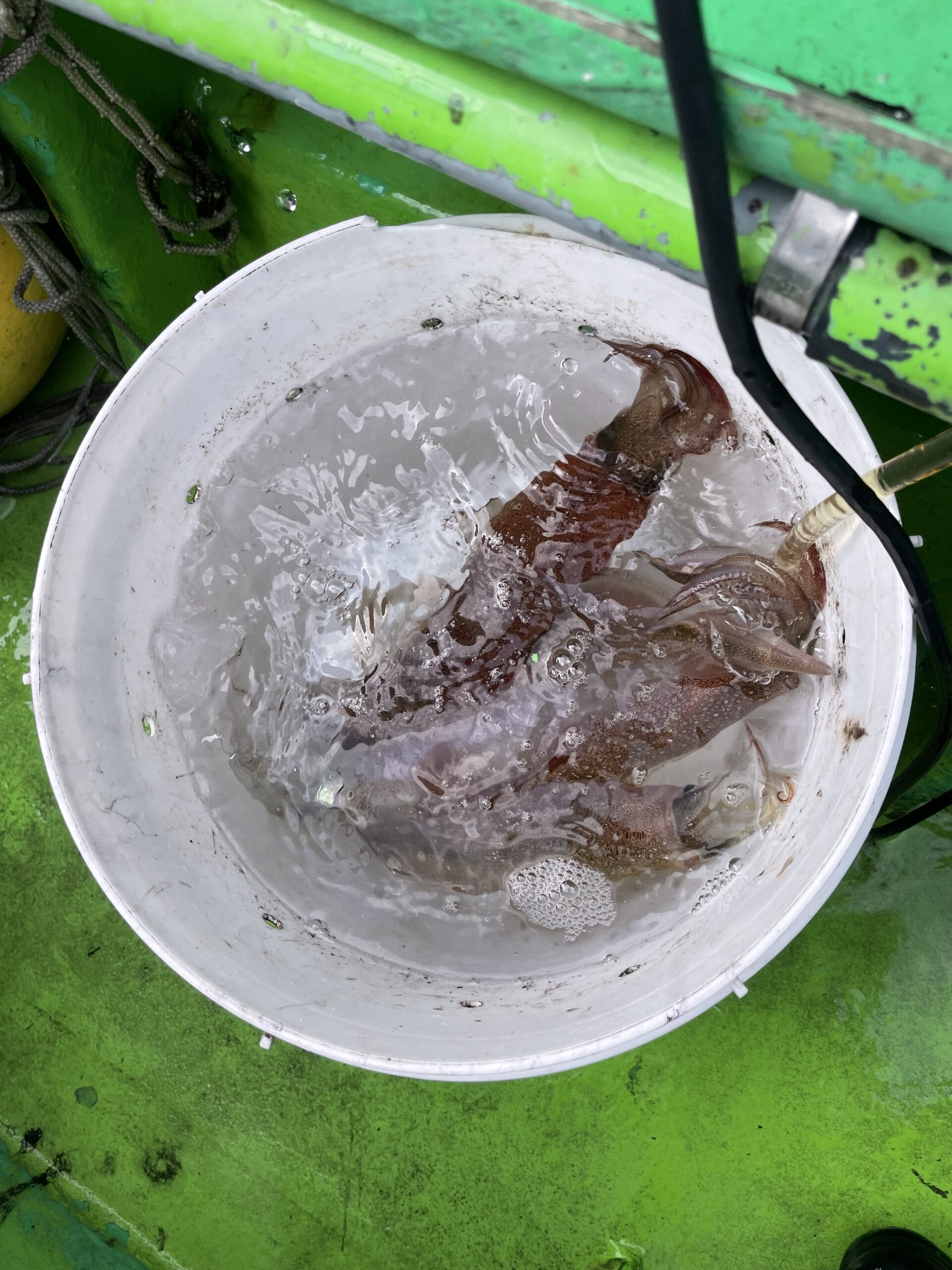 4年越しのリベンジ！emimaru冬のヤリイカ船へ🦑 | FUNC(ファンク) - 釣りガール&女性アングラーのための釣りコミュニティ